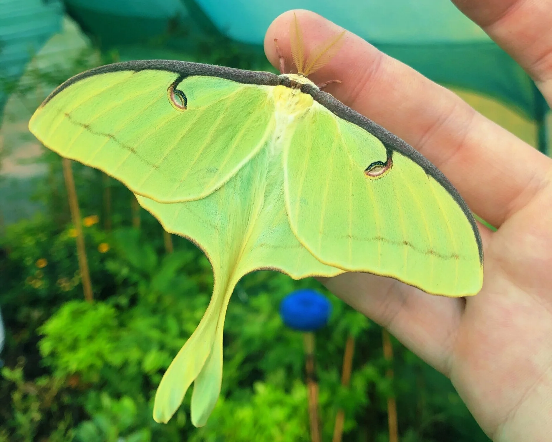 American Moon Moth