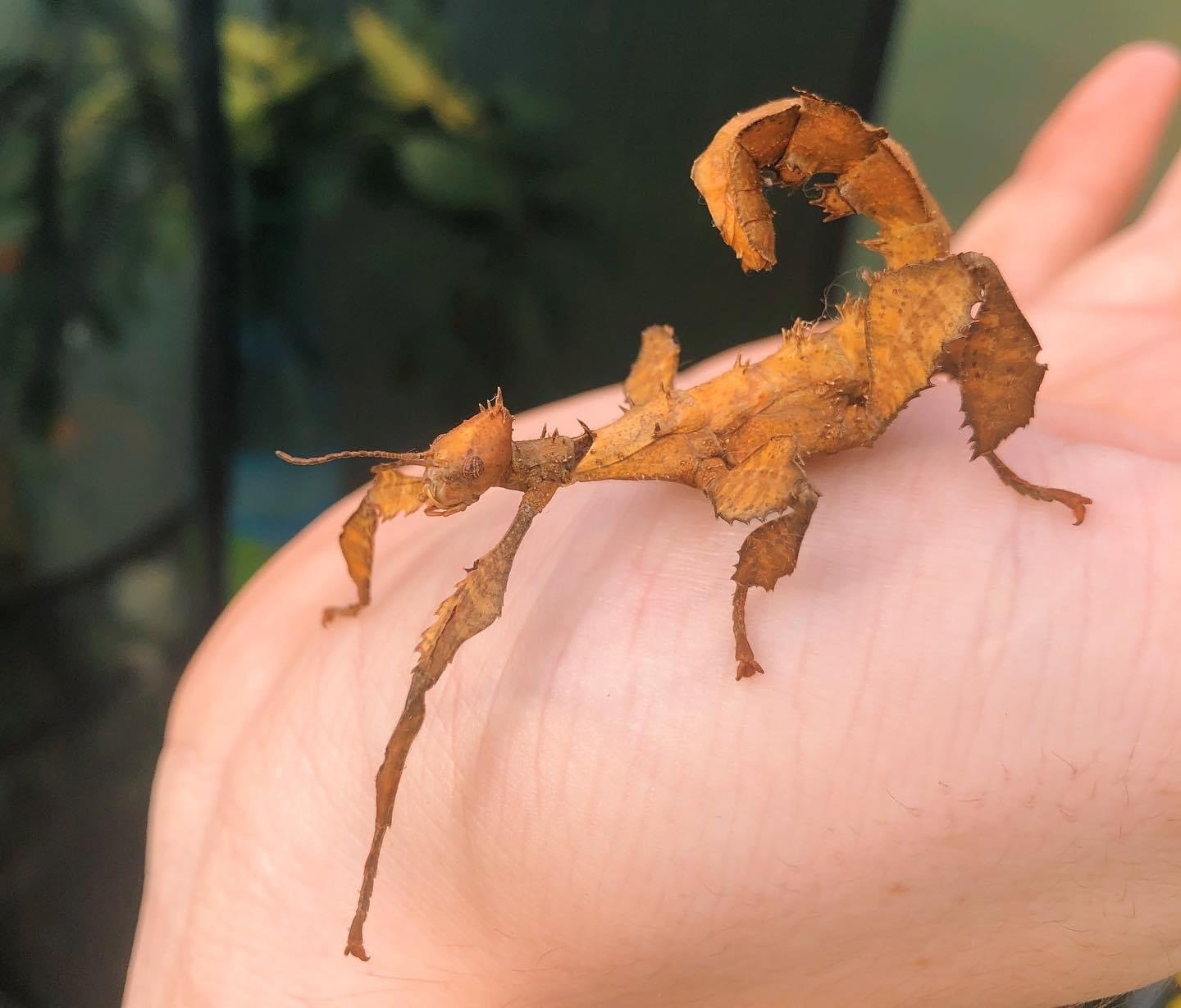 Bugs & Butterflies UK