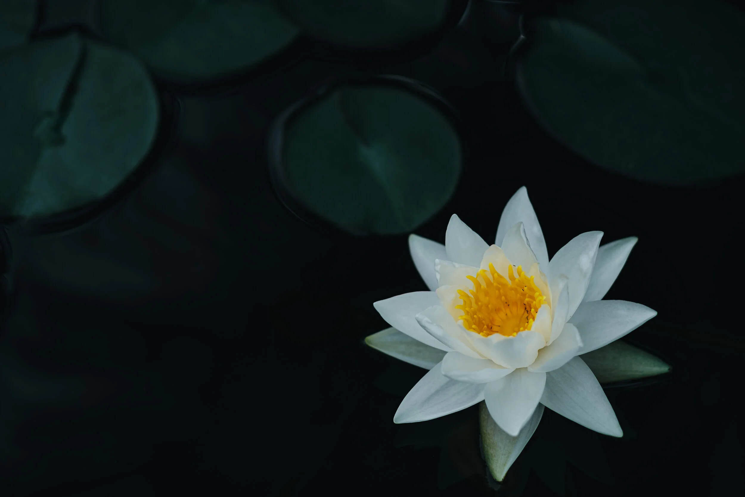 Lotus Counseling Center, LLC