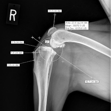 Roaring Fork Veterinary Surgery
