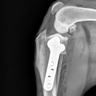 Roaring Fork Veterinary Surgery