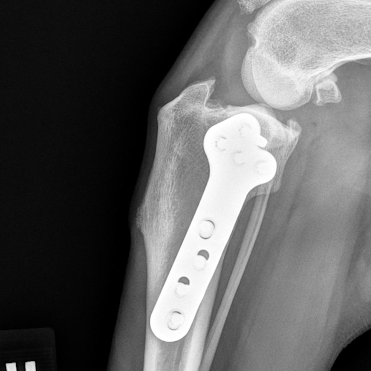 Roaring Fork Veterinary Surgery