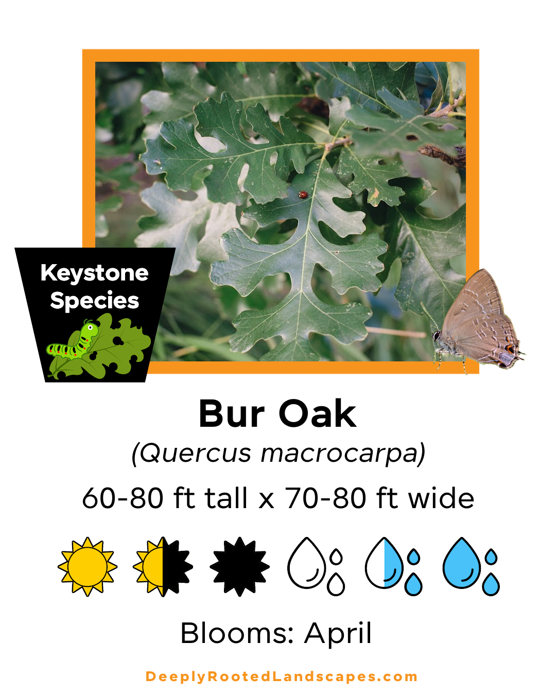 Keystone Species — Deeply Rooted Landscapes