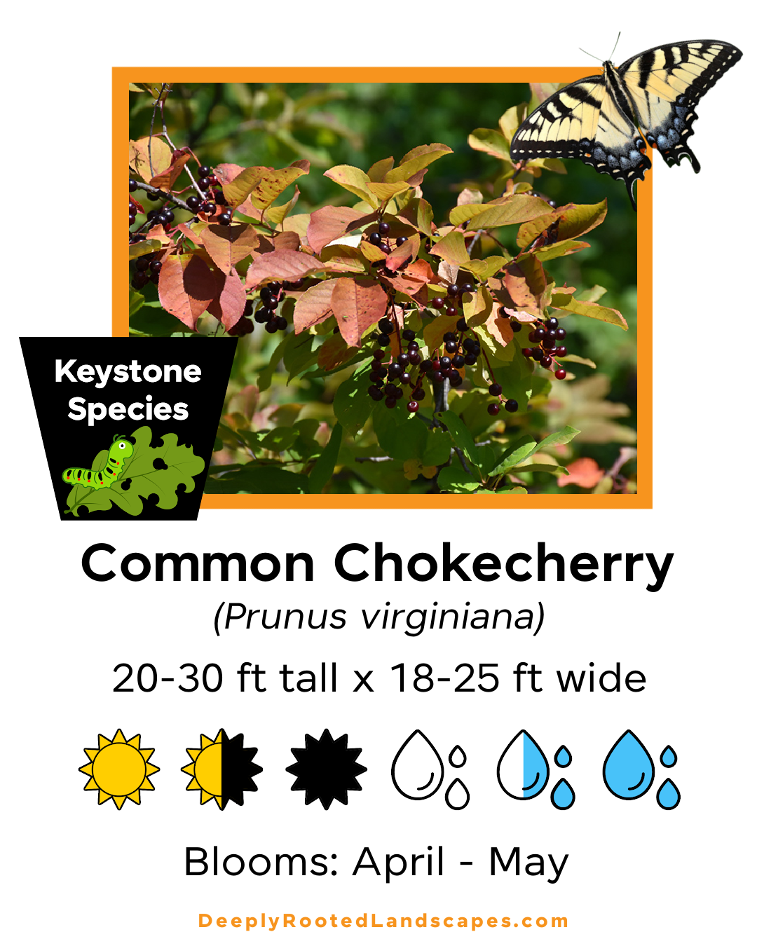 Keystone Species — Deeply Rooted Landscapes