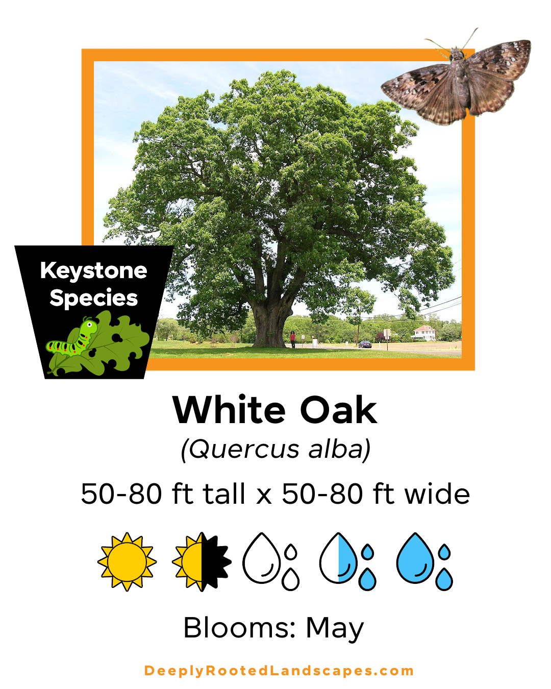 Keystone Species — Deeply Rooted Landscapes