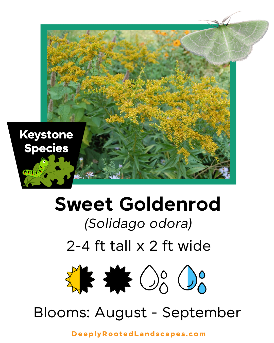 Keystone Species — Deeply Rooted Landscapes