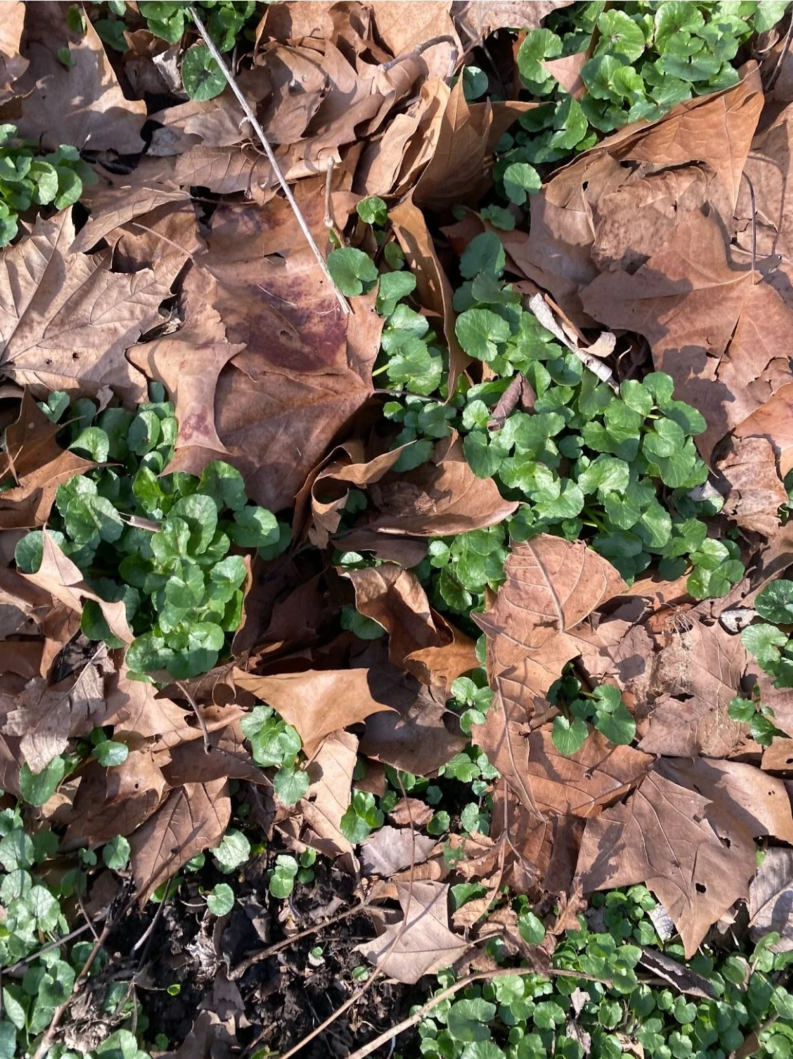 What is an invasive plant? — Deeply Rooted Landscapes