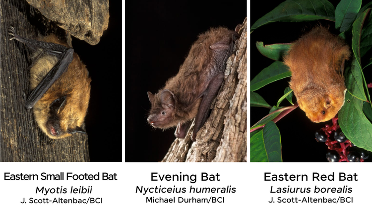 Creating a Moon Garden for Bats: Native Plants that Support Nocturnal ...