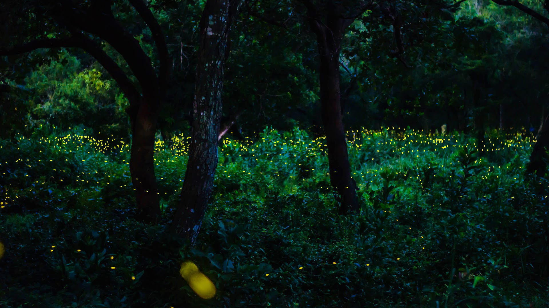 Invite Fireflies To Your Yard! — Deeply Rooted Landscapes