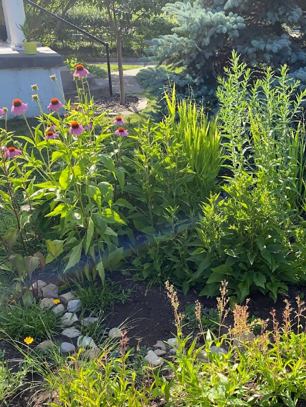 Rain Garden — Deeply Rooted Landscapes