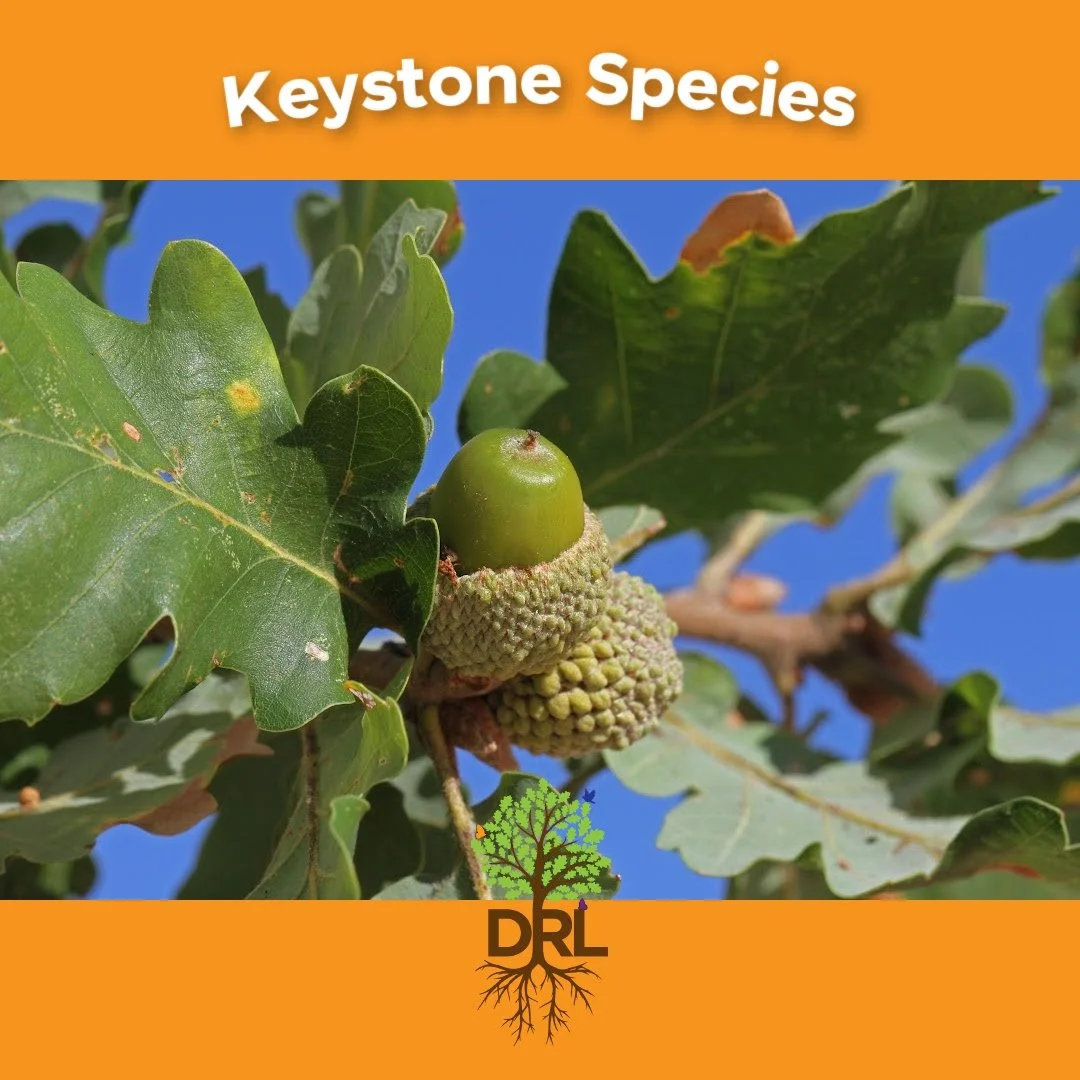 Keystone Species — Deeply Rooted Landscapes