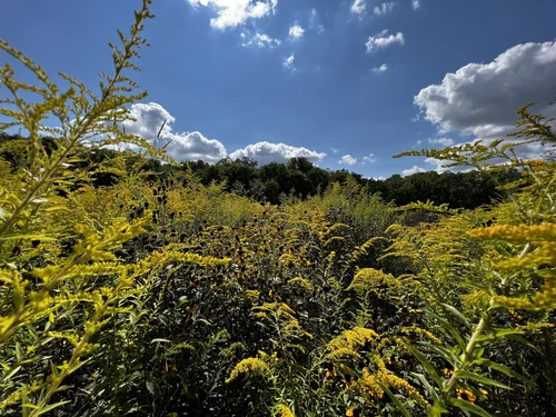 Deeply Rooted Landscapes
