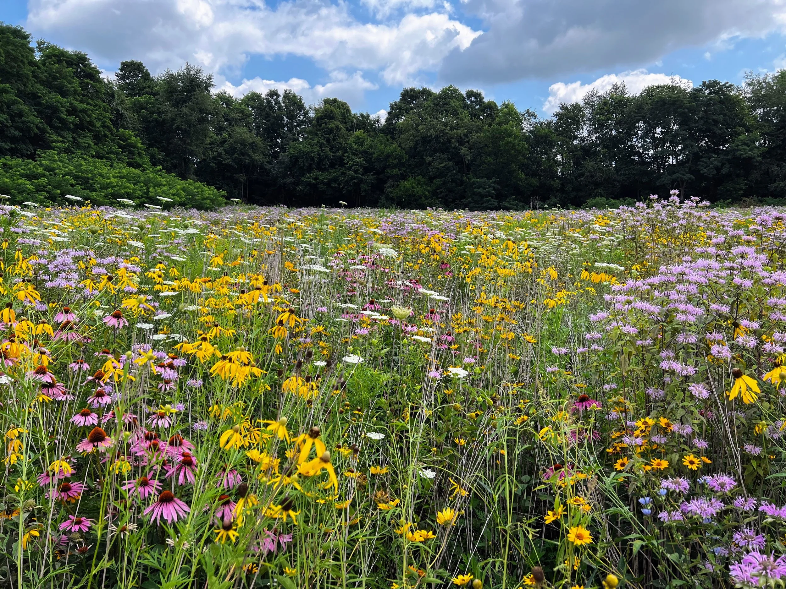 Deeply Rooted Landscapes