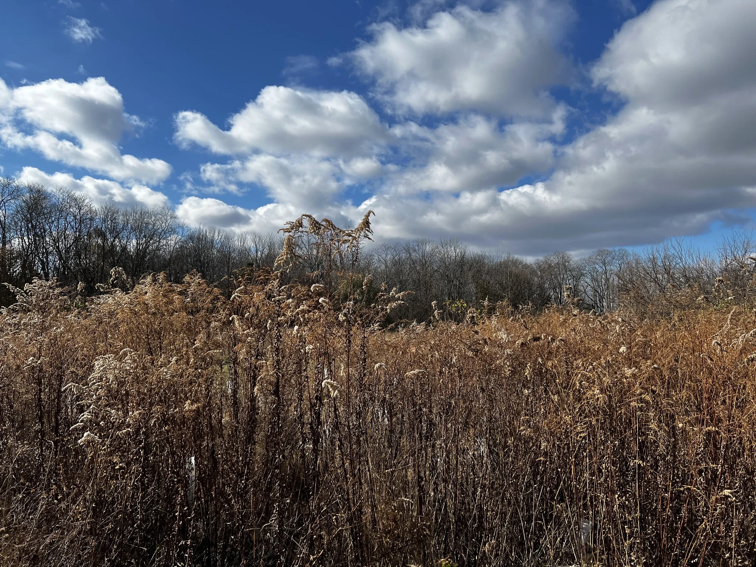 Deeply Rooted Landscapes