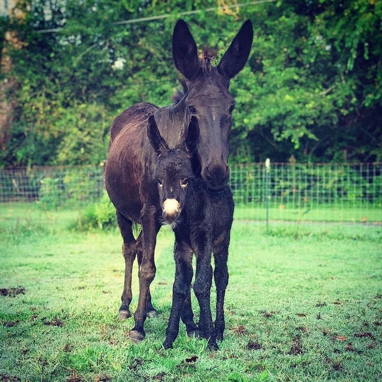 Muddy Paws Farm Rescue