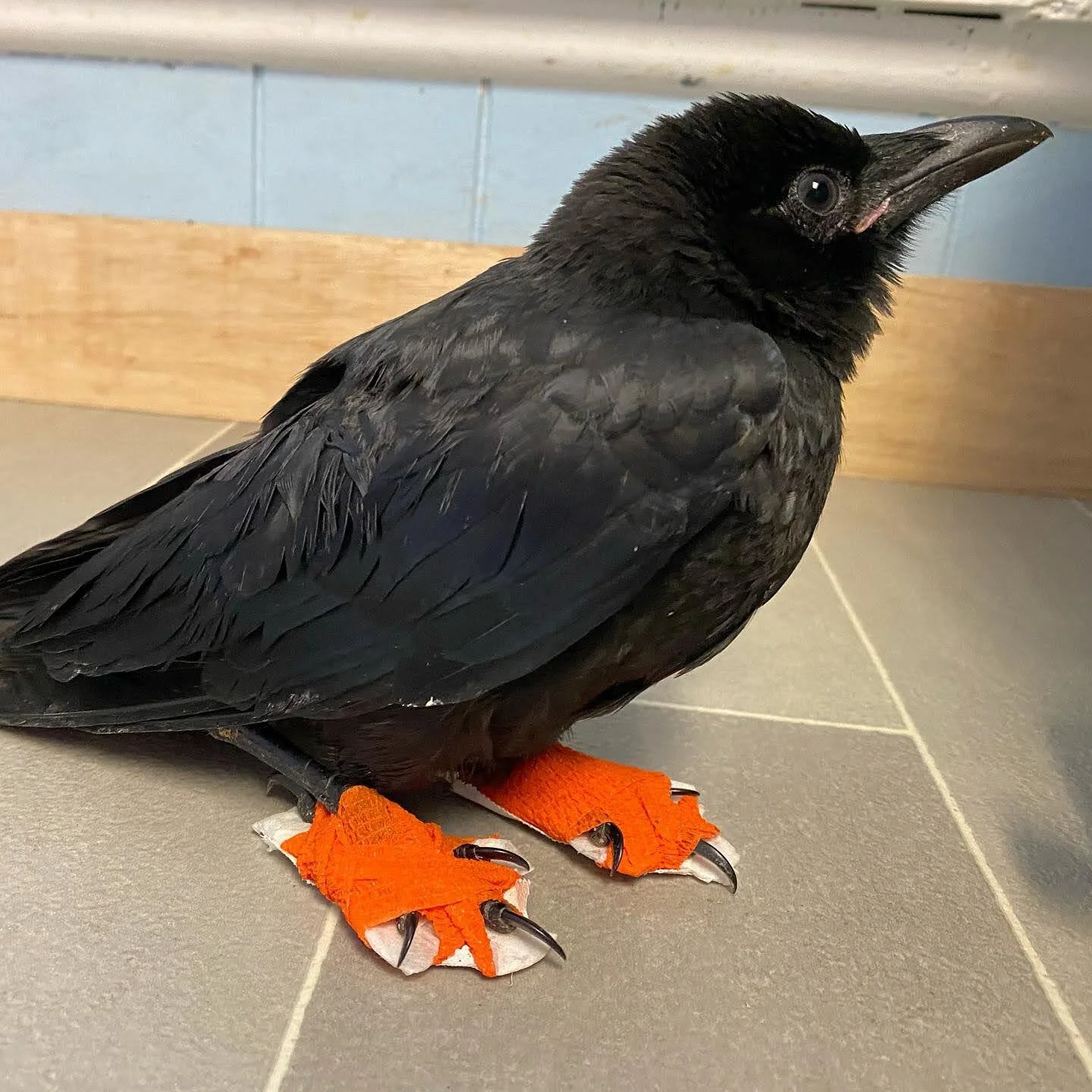 Fish Crow Unable to Stand: Patient 21-930 — West Shore Wildlife Center