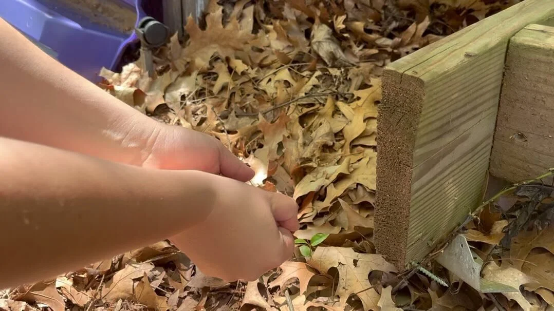 About Us — West Shore Wildlife Center