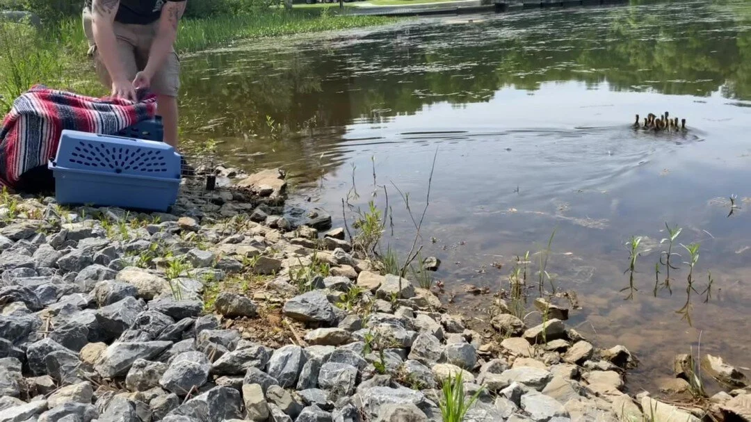 About Us — West Shore Wildlife Center