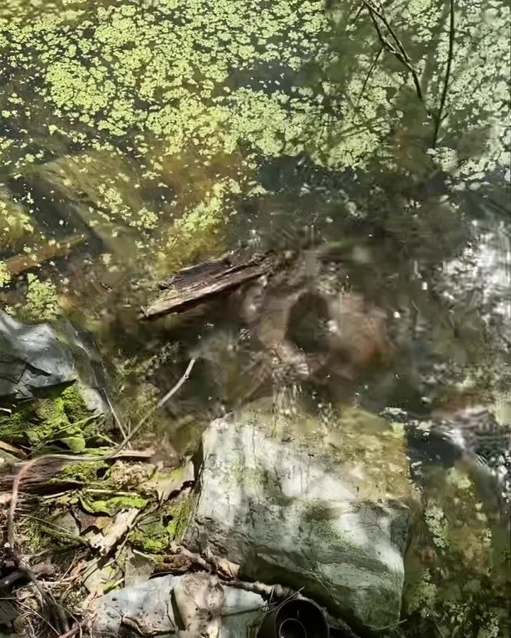 About Us — West Shore Wildlife Center