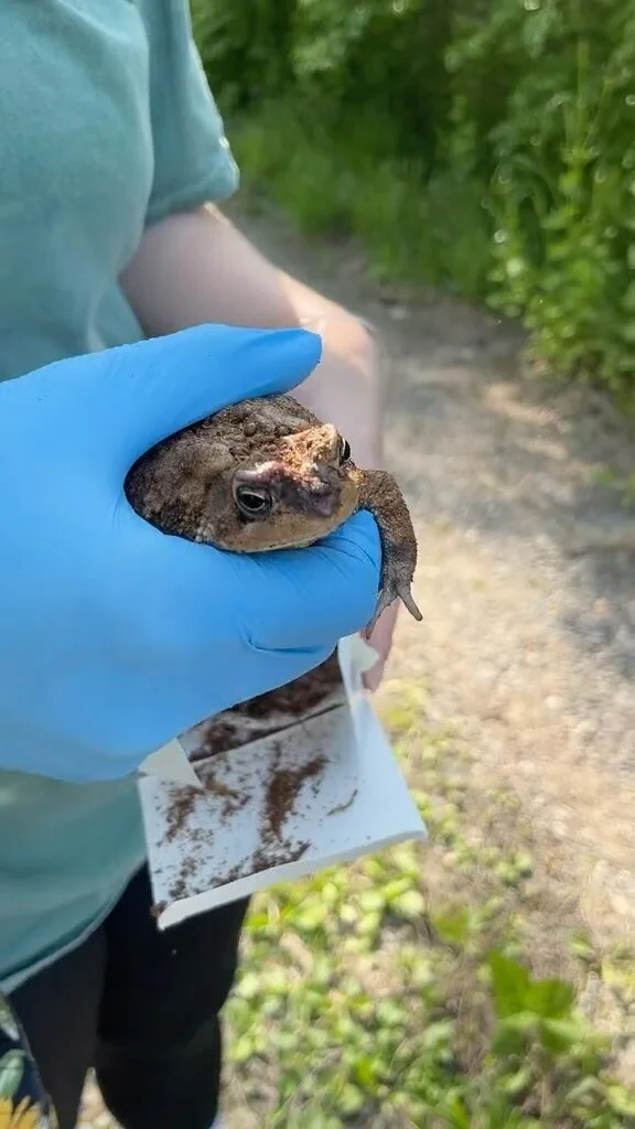 About Us — West Shore Wildlife Center