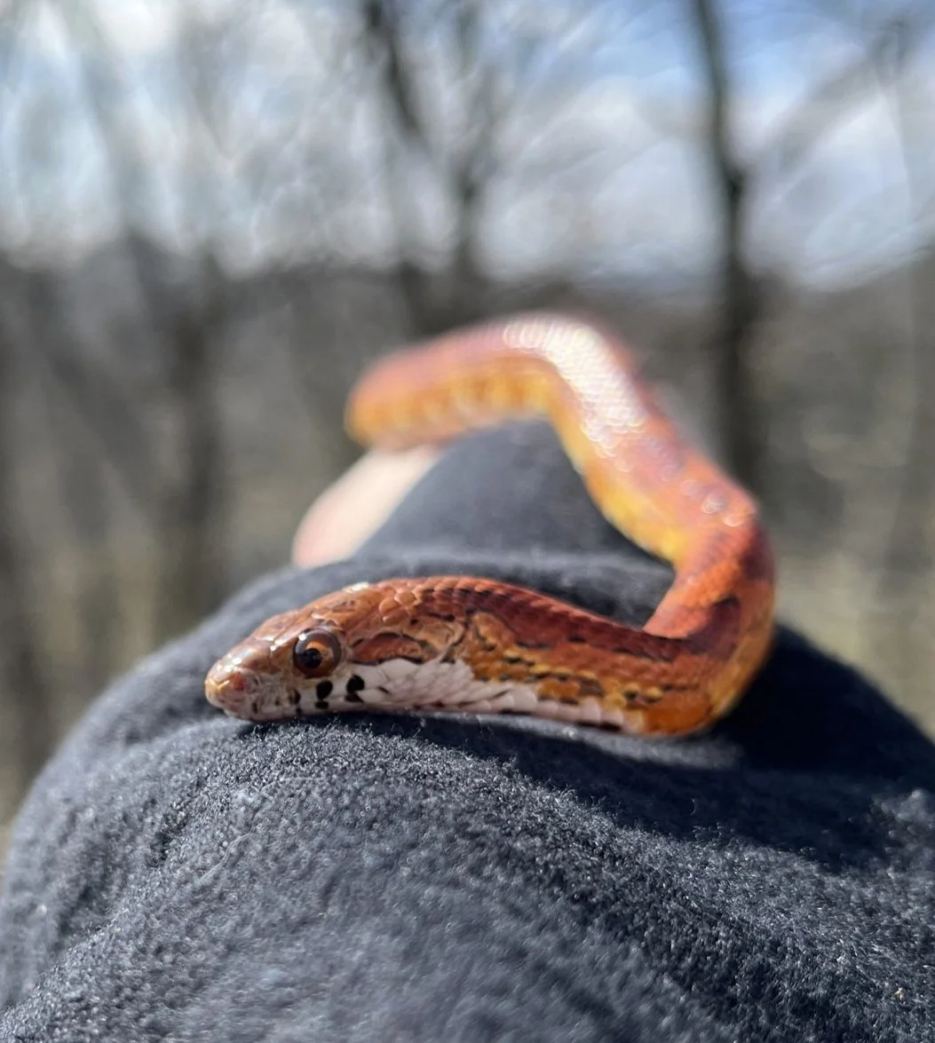 Fblthp — West Shore Wildlife Center