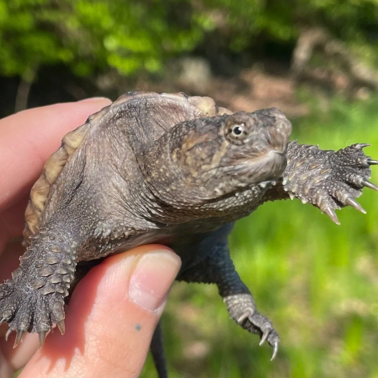 Wildlife Emergency — West Shore Wildlife Center