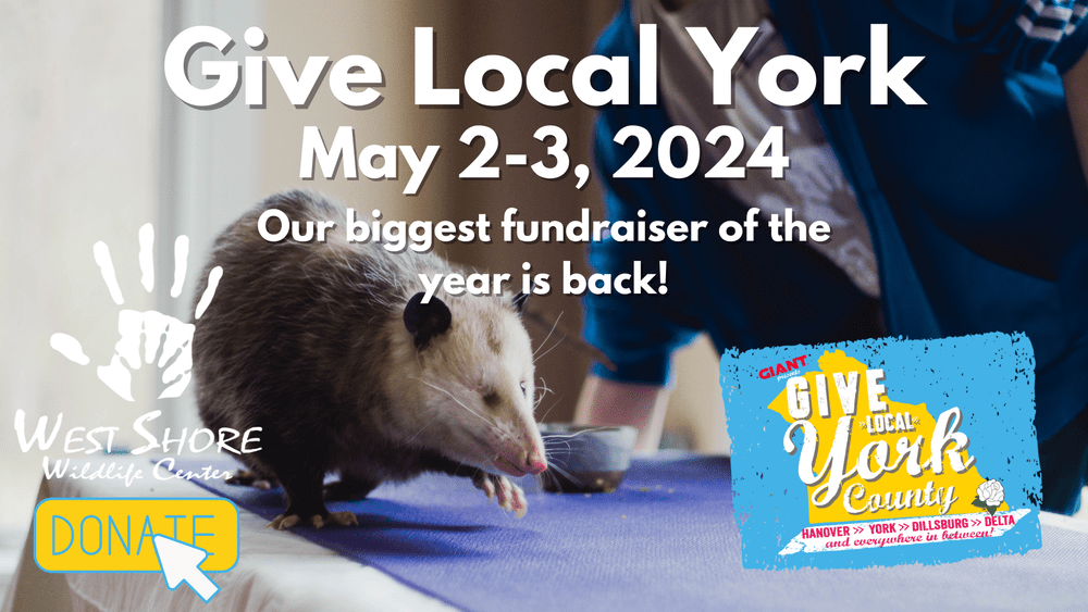 West Shore Wildlife Center