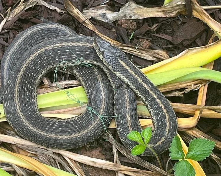 Eastern Garter Snake Trapped in Garden Netting: Patient 23-1115 — West ...
