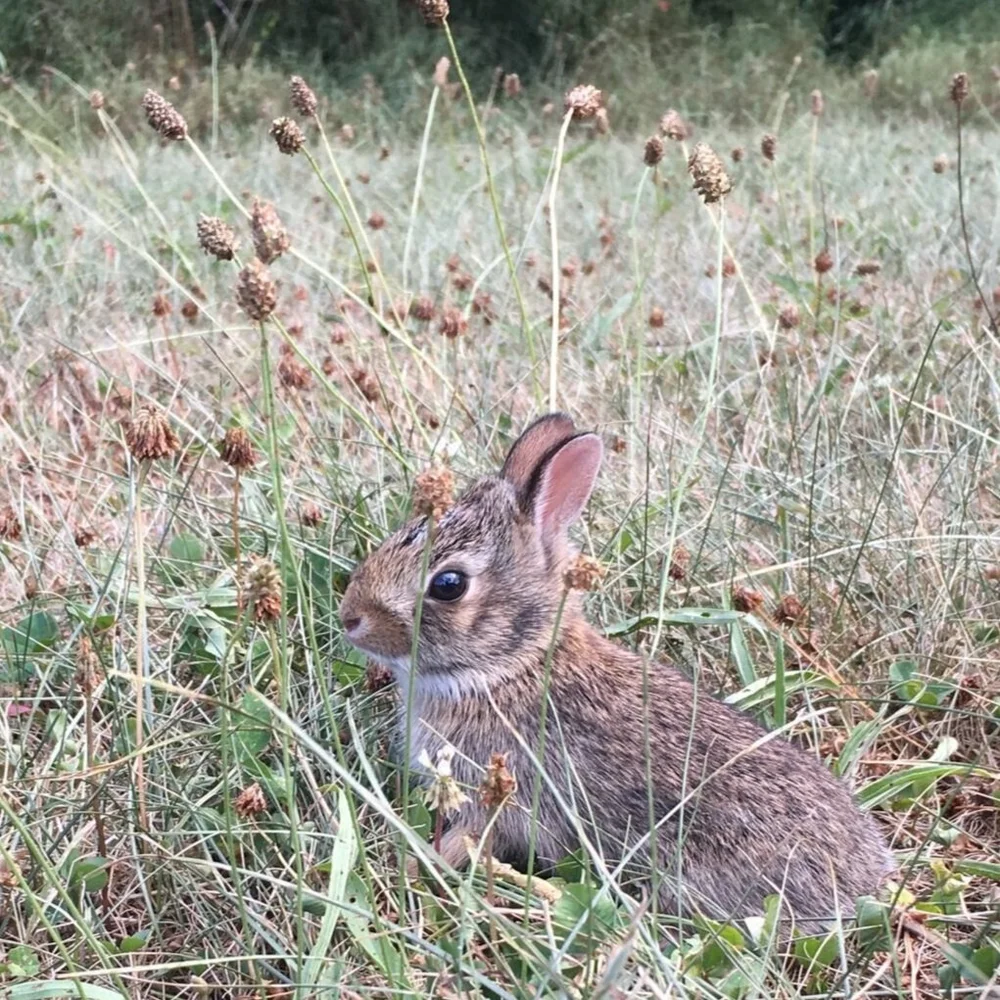 Help! I Found a Rabbit! — West Shore Wildlife Center
