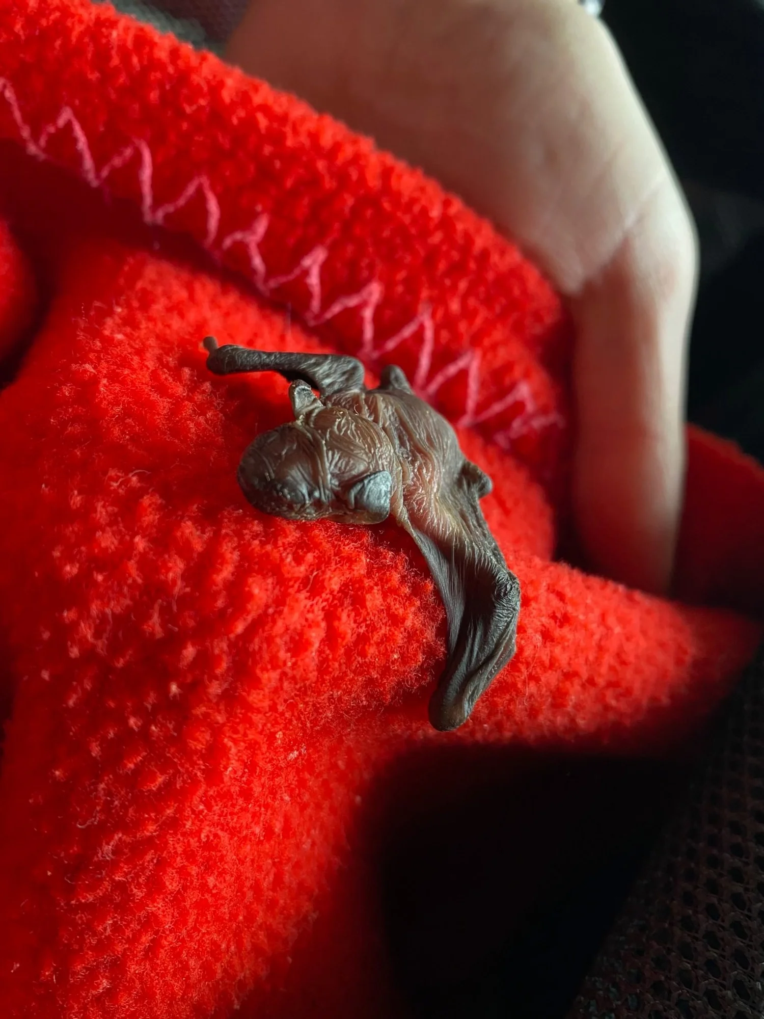 Bats — West Shore Wildlife Center