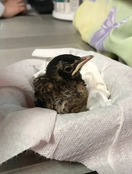 Help! I Found a Songbird! — West Shore Wildlife Center