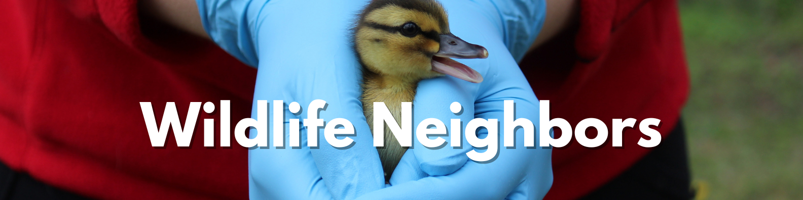 West Shore Wildlife Center