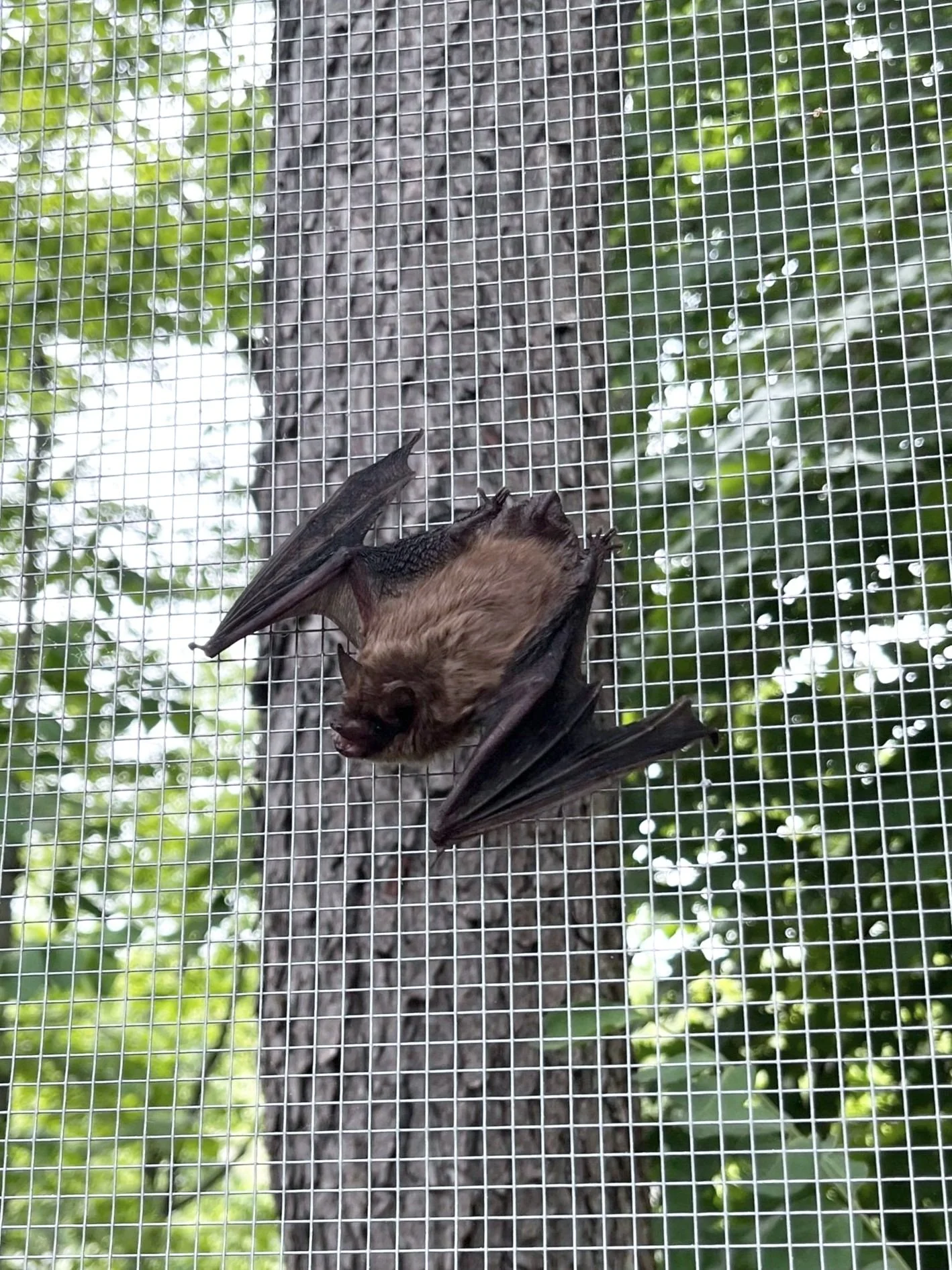 Help! I found... — West Shore Wildlife Center