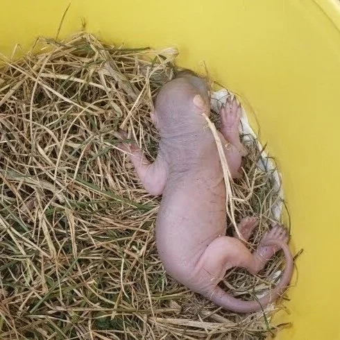 Help! I Found a Squirrel! — West Shore Wildlife Center