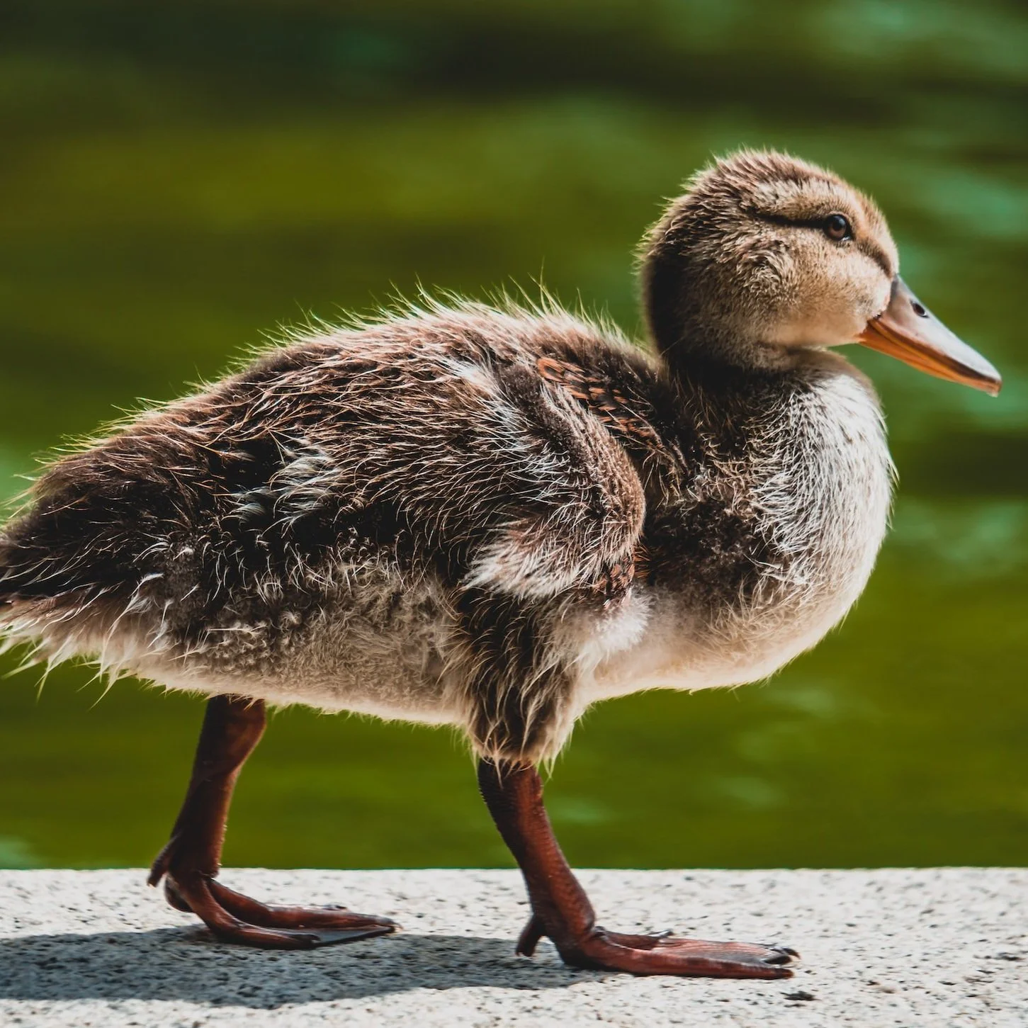Help! I found... — West Shore Wildlife Center