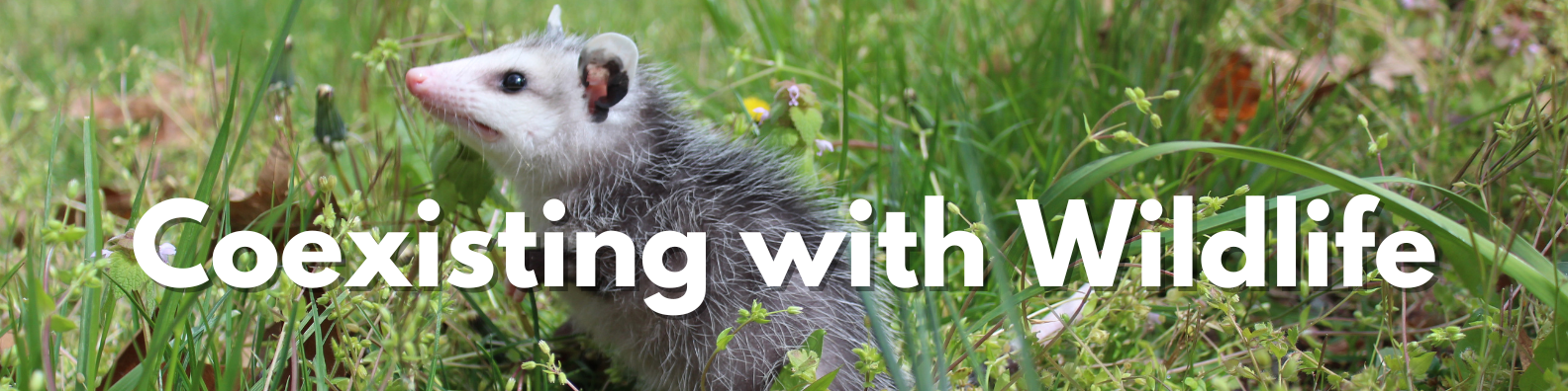 West Shore Wildlife Center