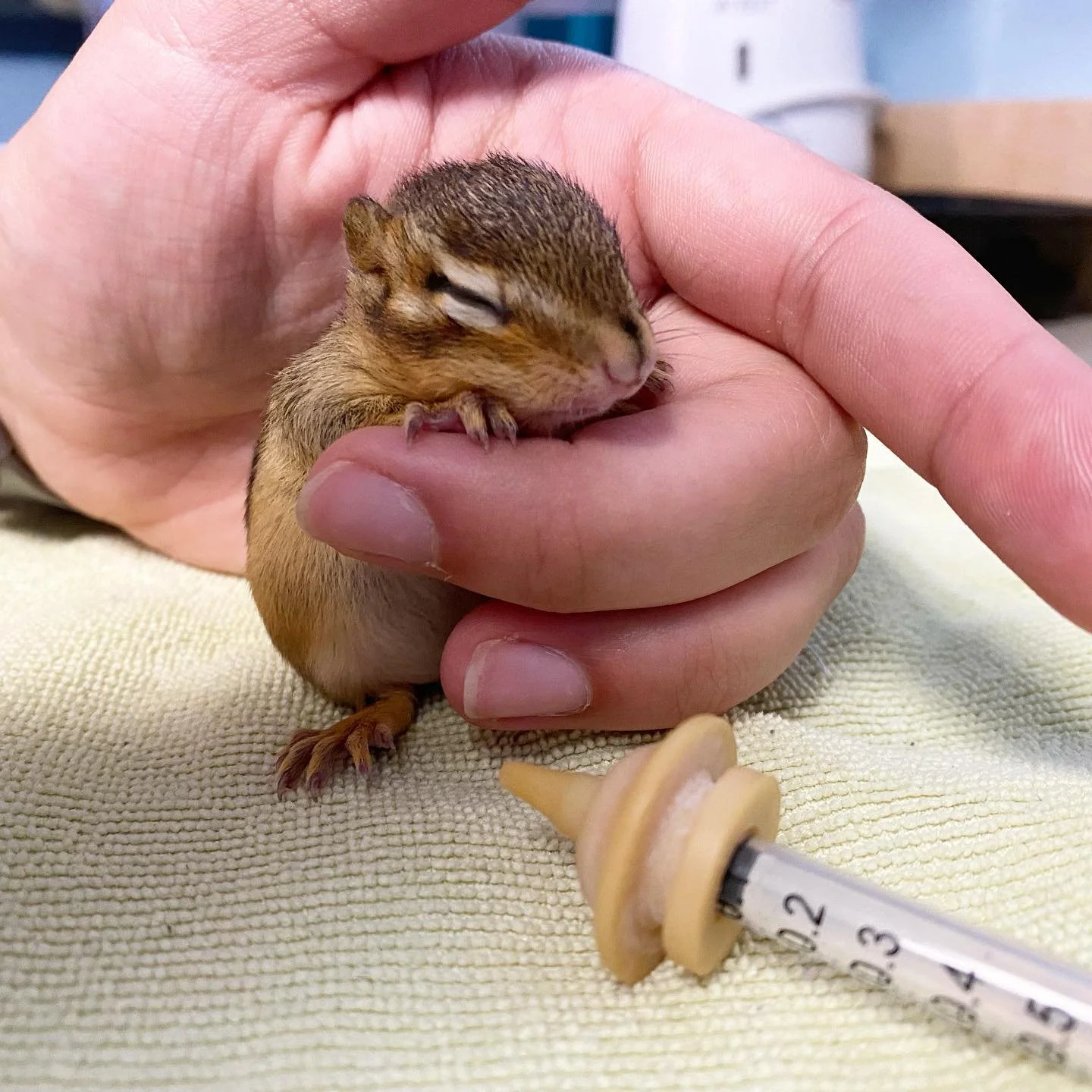 Chipmunks — West Shore Wildlife Center