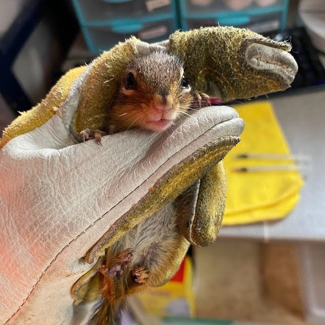 Chipmunks — West Shore Wildlife Center