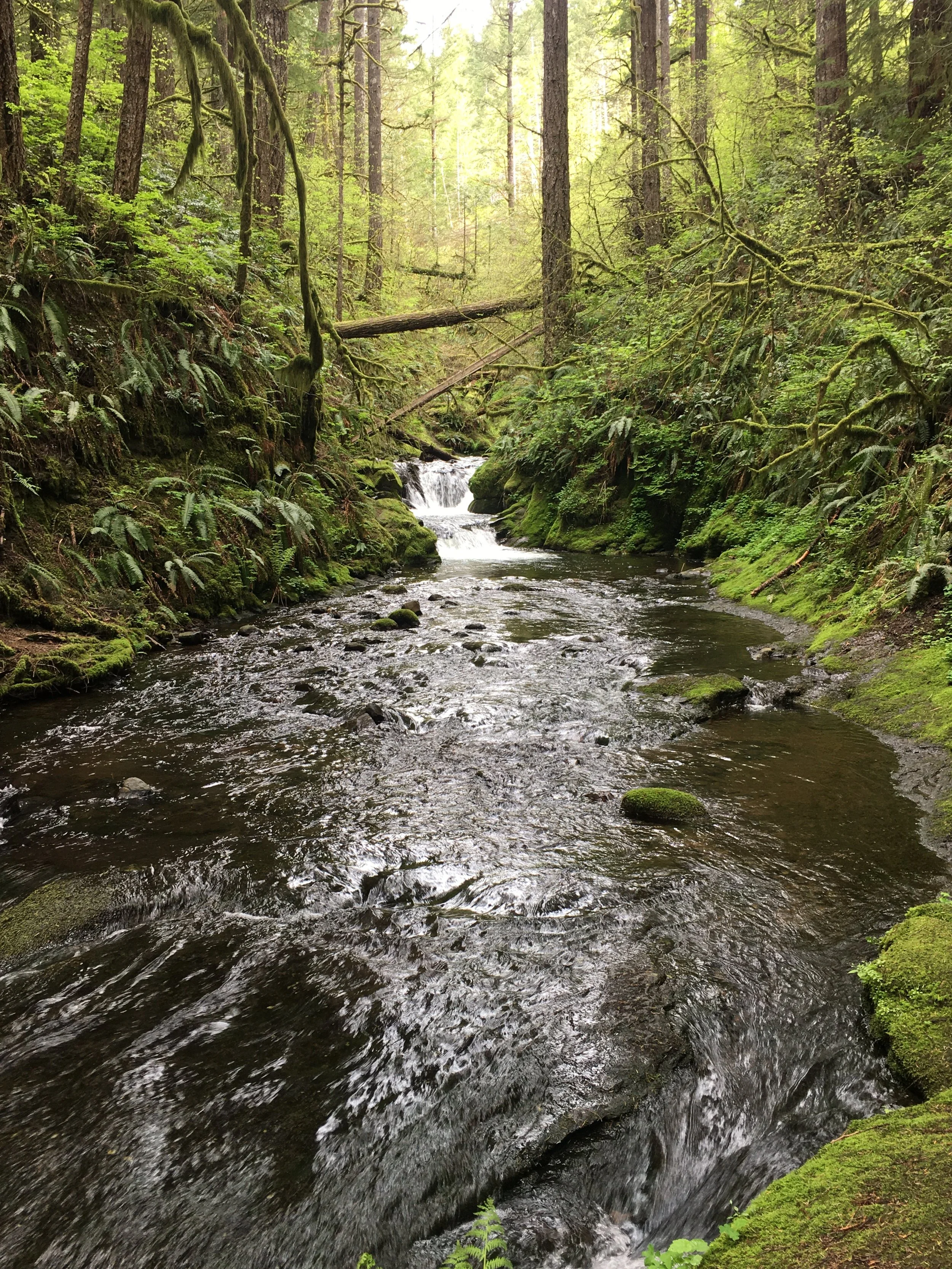 Fiji Pools Canyoning Tour — CascadeCanyonGuides