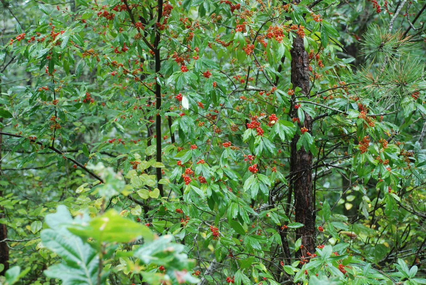 Old Jail Lane Conservation Area — Barnstable Land Trust