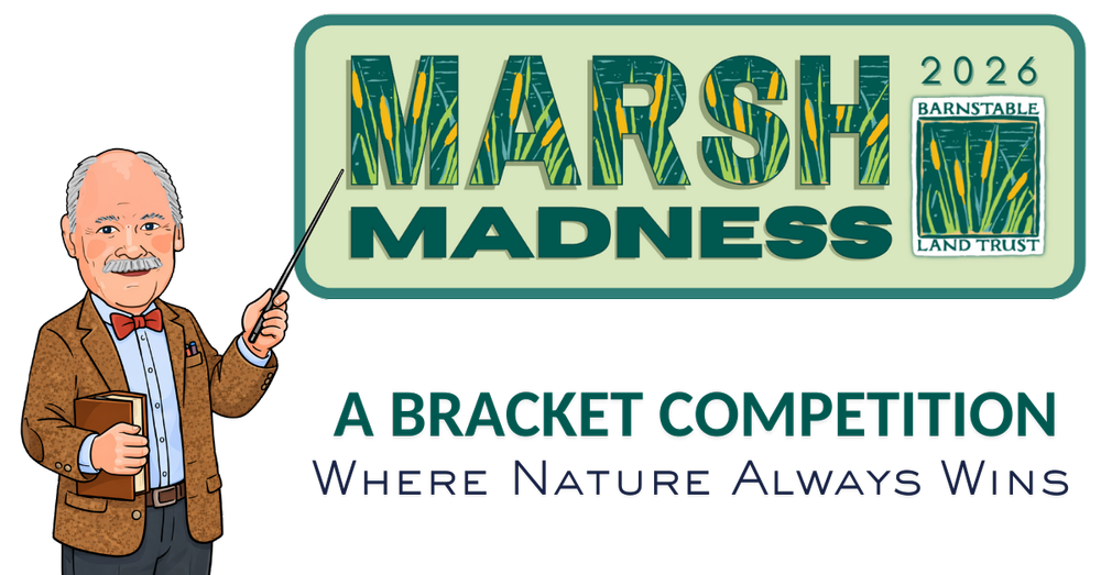 Marsh Madness — Barnstable Land Trust