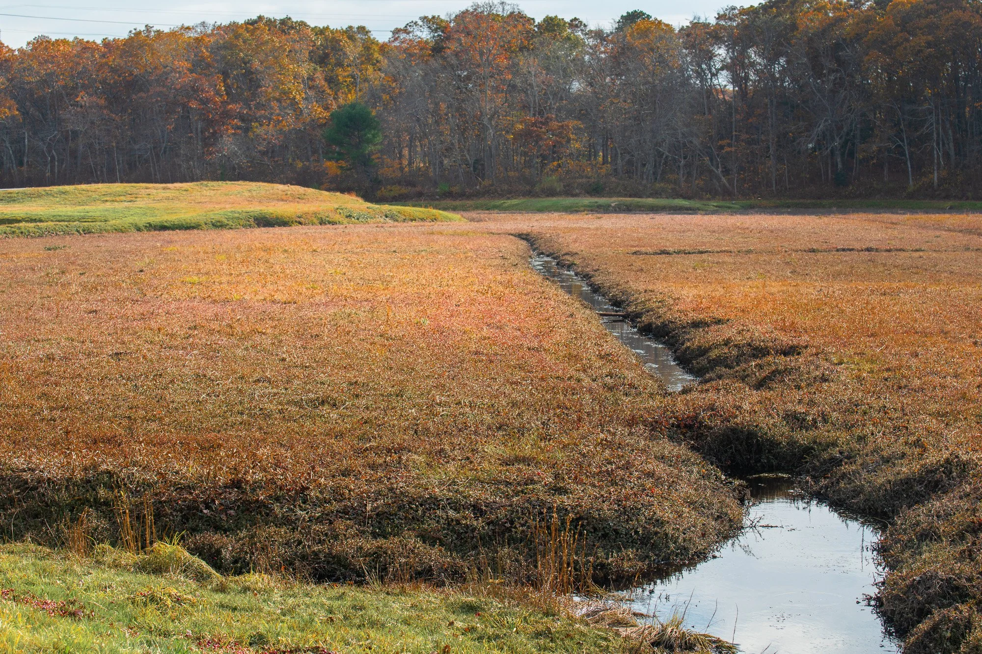 Woodland Bog — Barnstable Land Trust