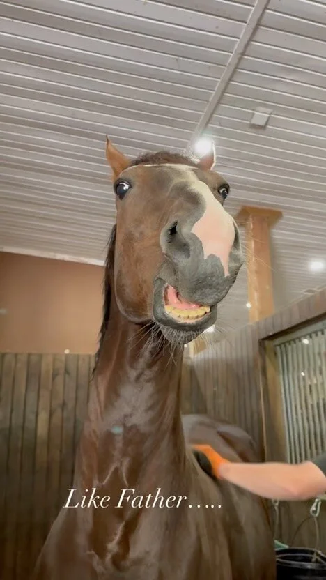 Dreamcatcher Meadows