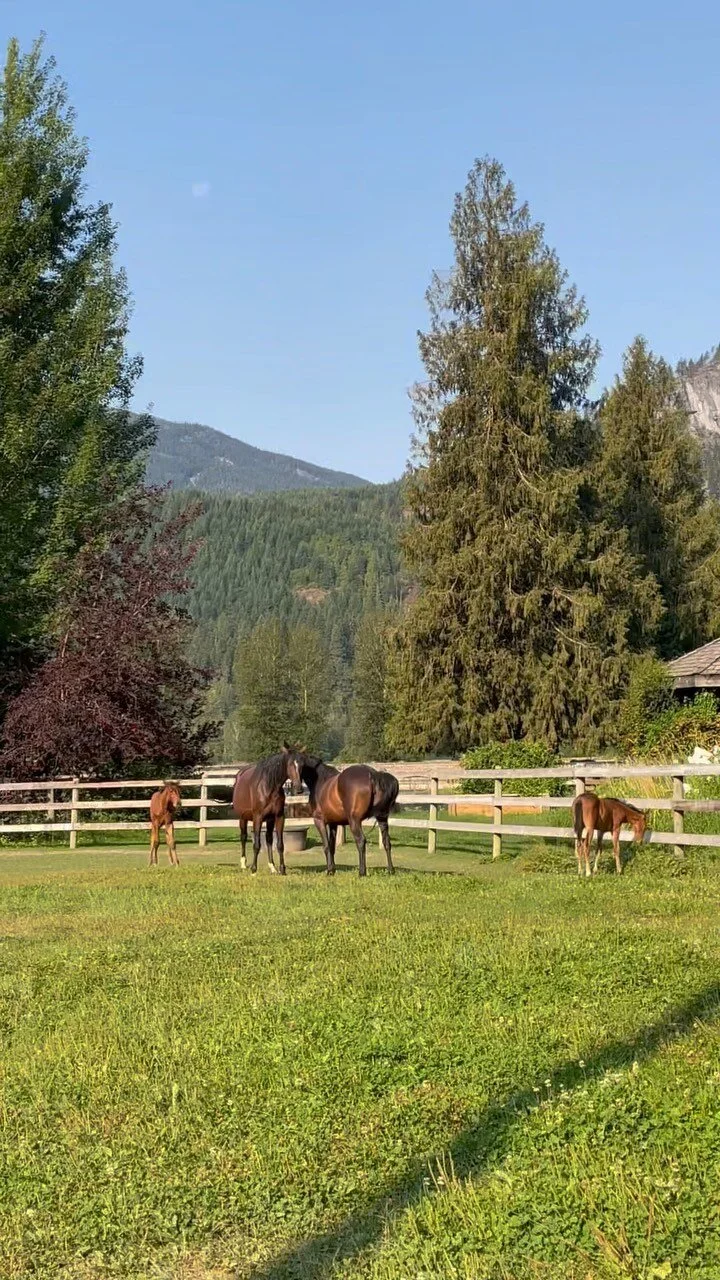 Dreamcatcher Meadows