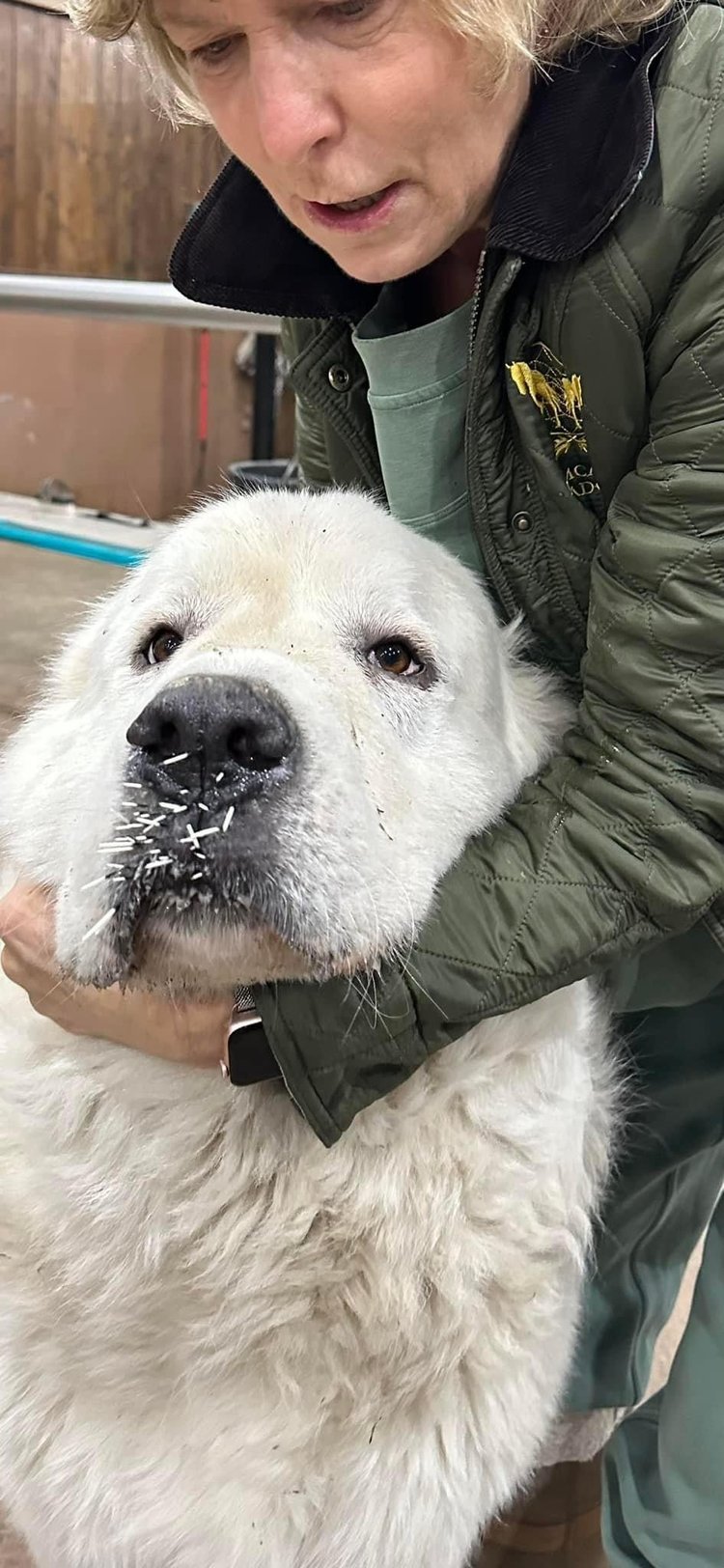 Dreamcatcher Meadows