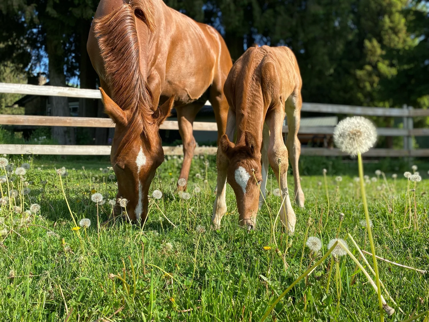 Dreamcatcher Meadows