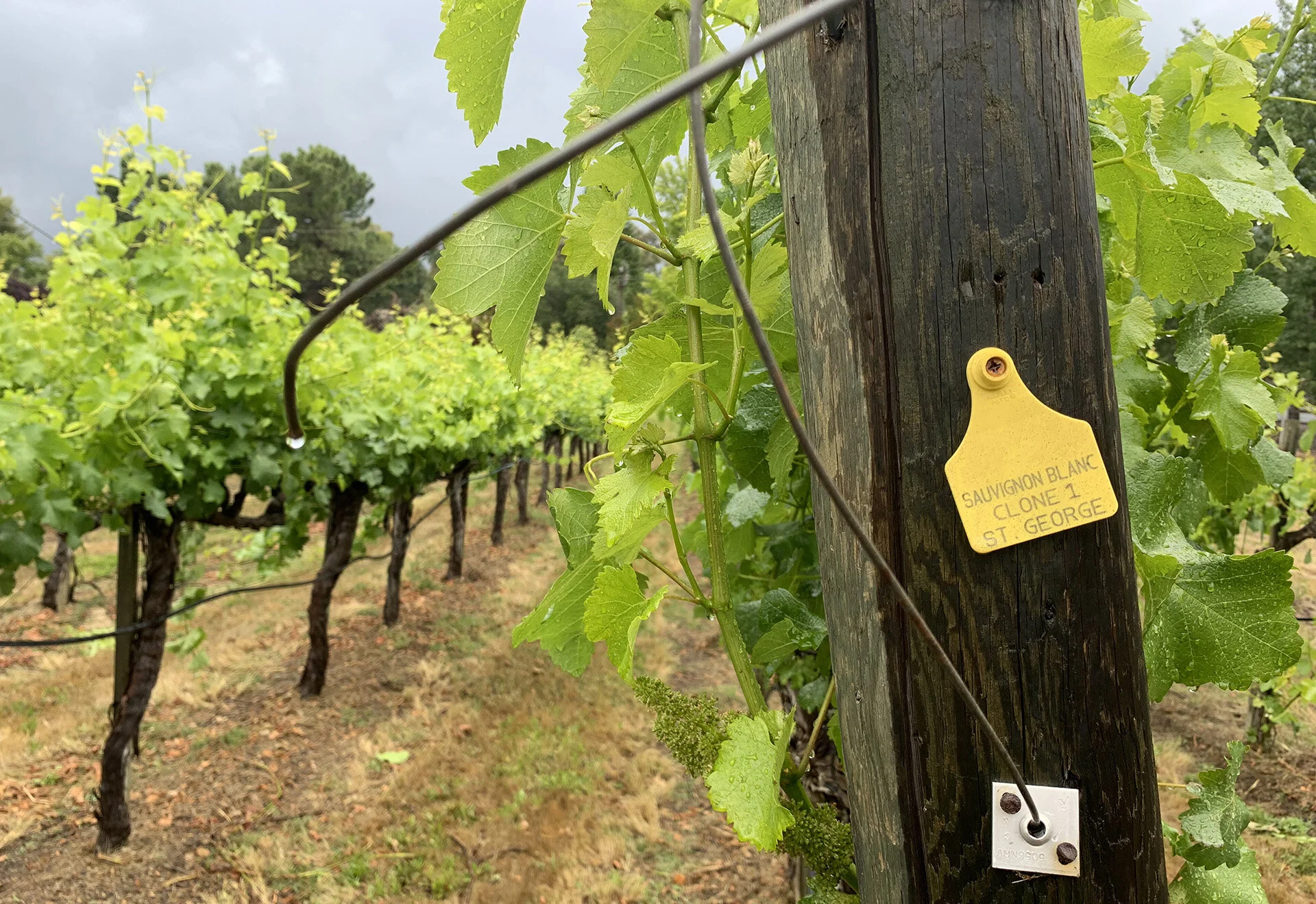 Secret Ravine Vineyards