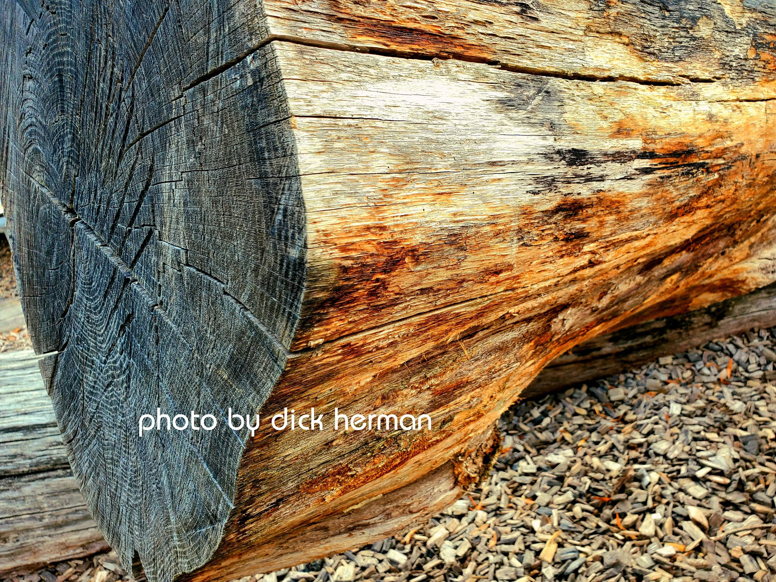 One Log — Dick Herman Photography