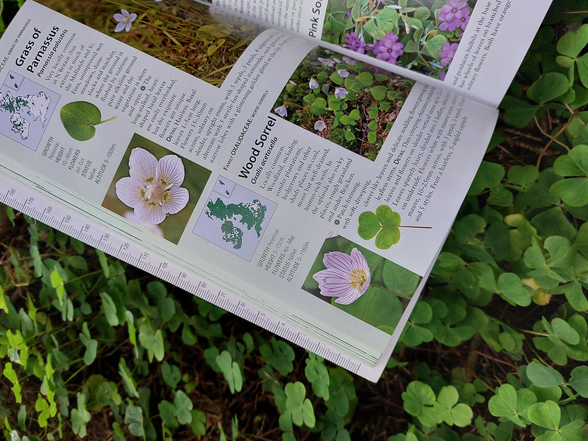 What We Do — Hometree