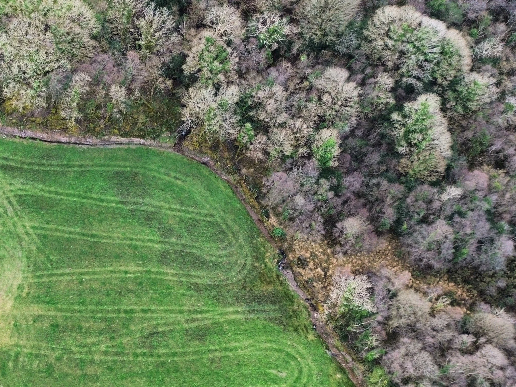 What a Real Native Woodland Scheme Might Look Like — Hometree